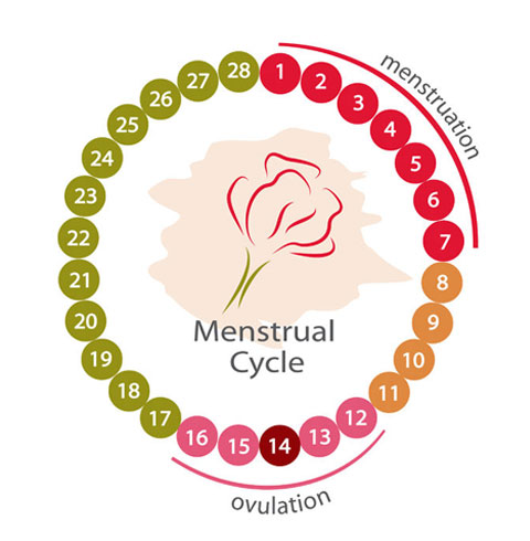 The Ovulation Process – TMC Fertility